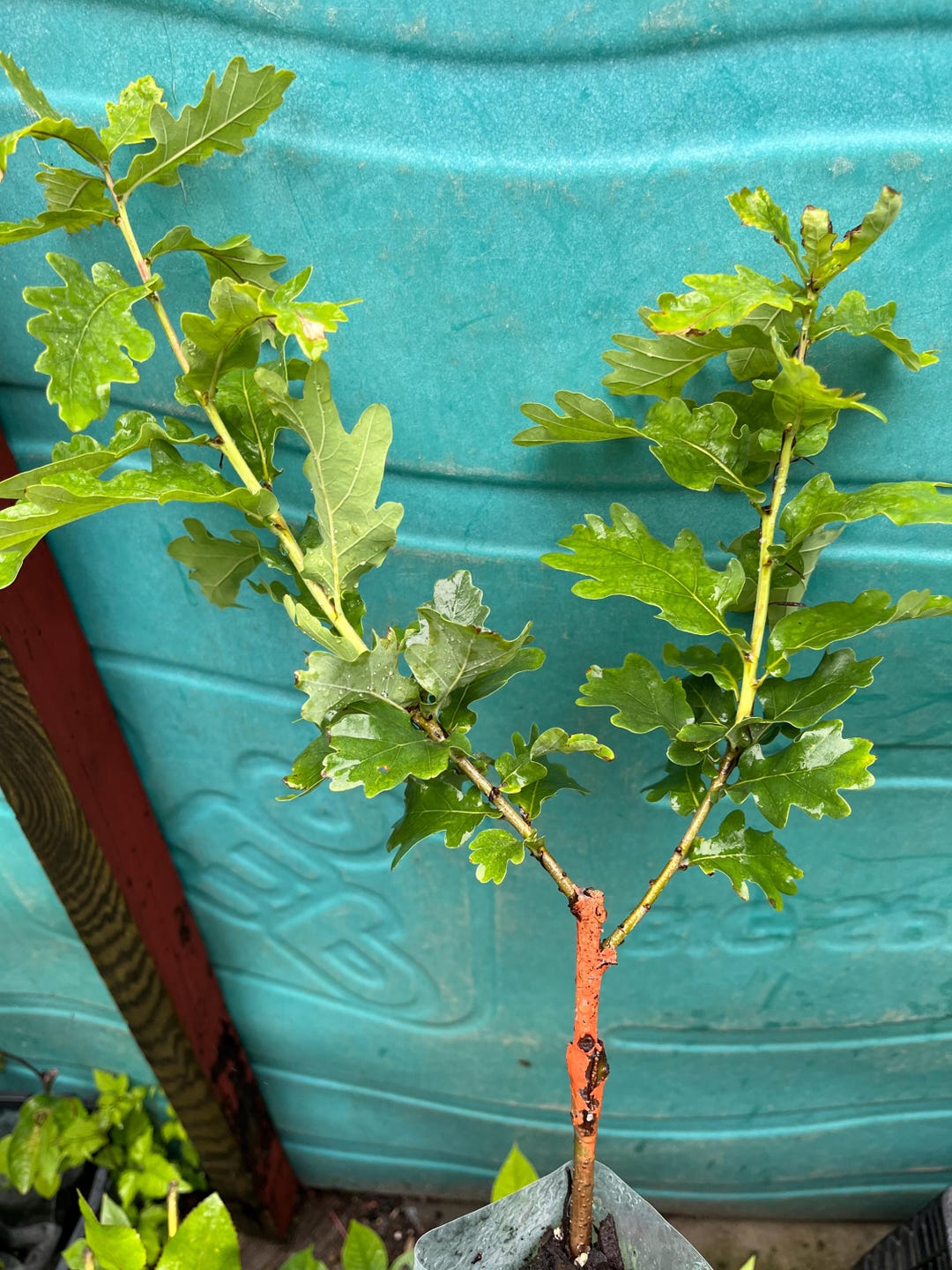 Quercus Robur 'compacta' Dwarf Compact English Oak Grafted Tree Rare ...