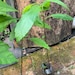 Hass Avocado Seedling 1 Year Old Plant, Shipped in Pot With Soil. - Etsy