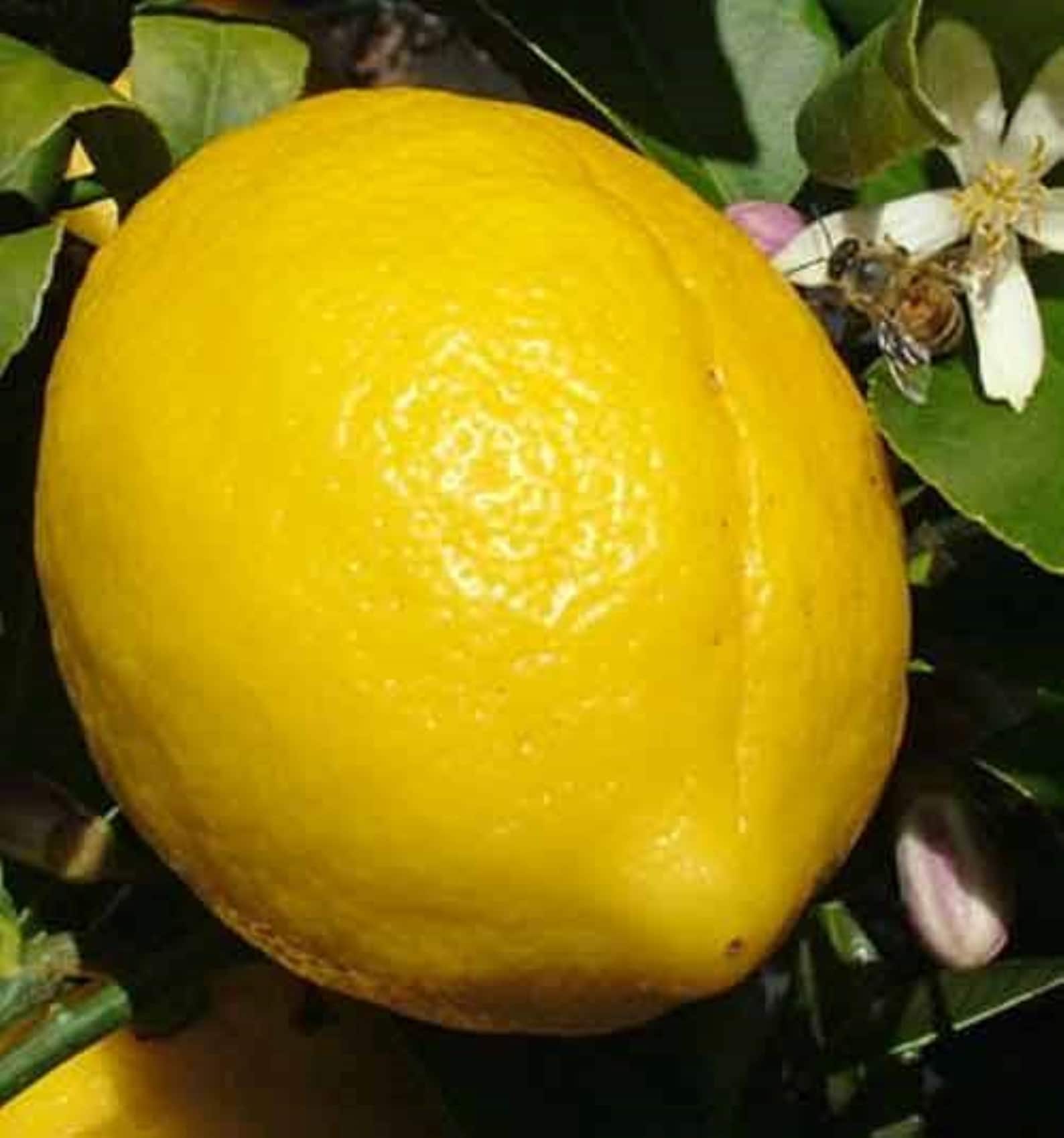 Genoa genova Semi-dwarf Lemon Tree Grafted No Ship Az Fl - Etsy