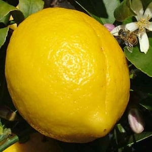 Genoa (genova) Semi-dwarf Lemon Tree, 1-2 Ft Tall, Grafted, No Ship Az ...