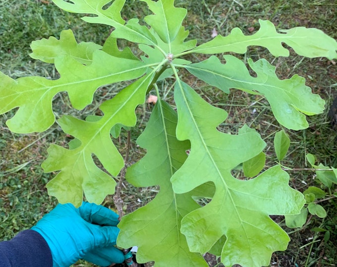 Hybrid Swamp X Bur Oak Quercus X Schuettei, Grafted 2 Year Old Tree - Etsy
