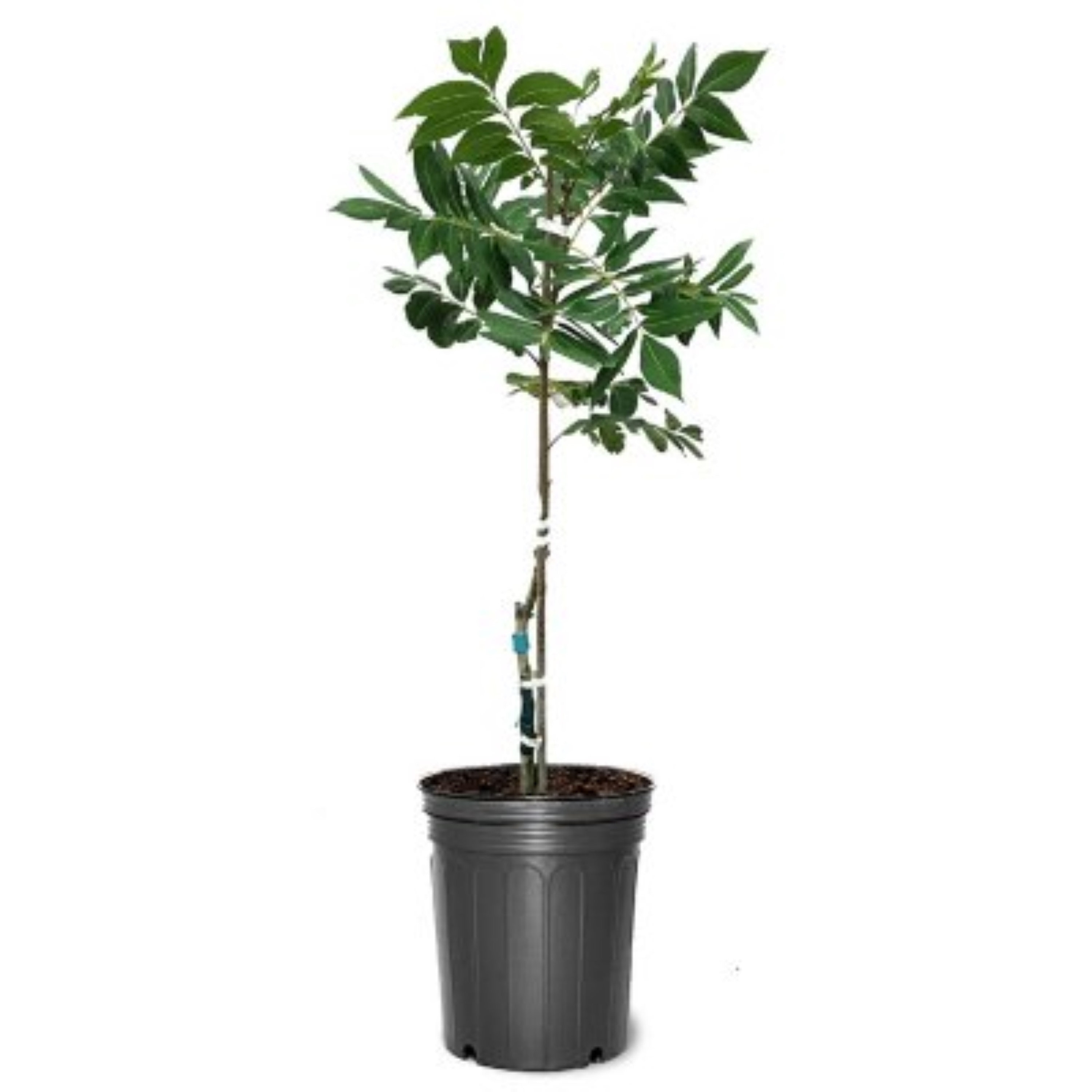 Elliott Pecan Tree 4-5 Ft, Grafted, Over Sized, Bare Root, Not for CA ...