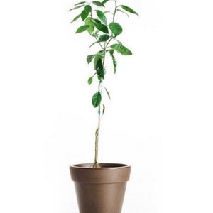 Florida Only!! Hirado Buntan Pummelo Tree, 20-24" Tall, Grafted Plant ...