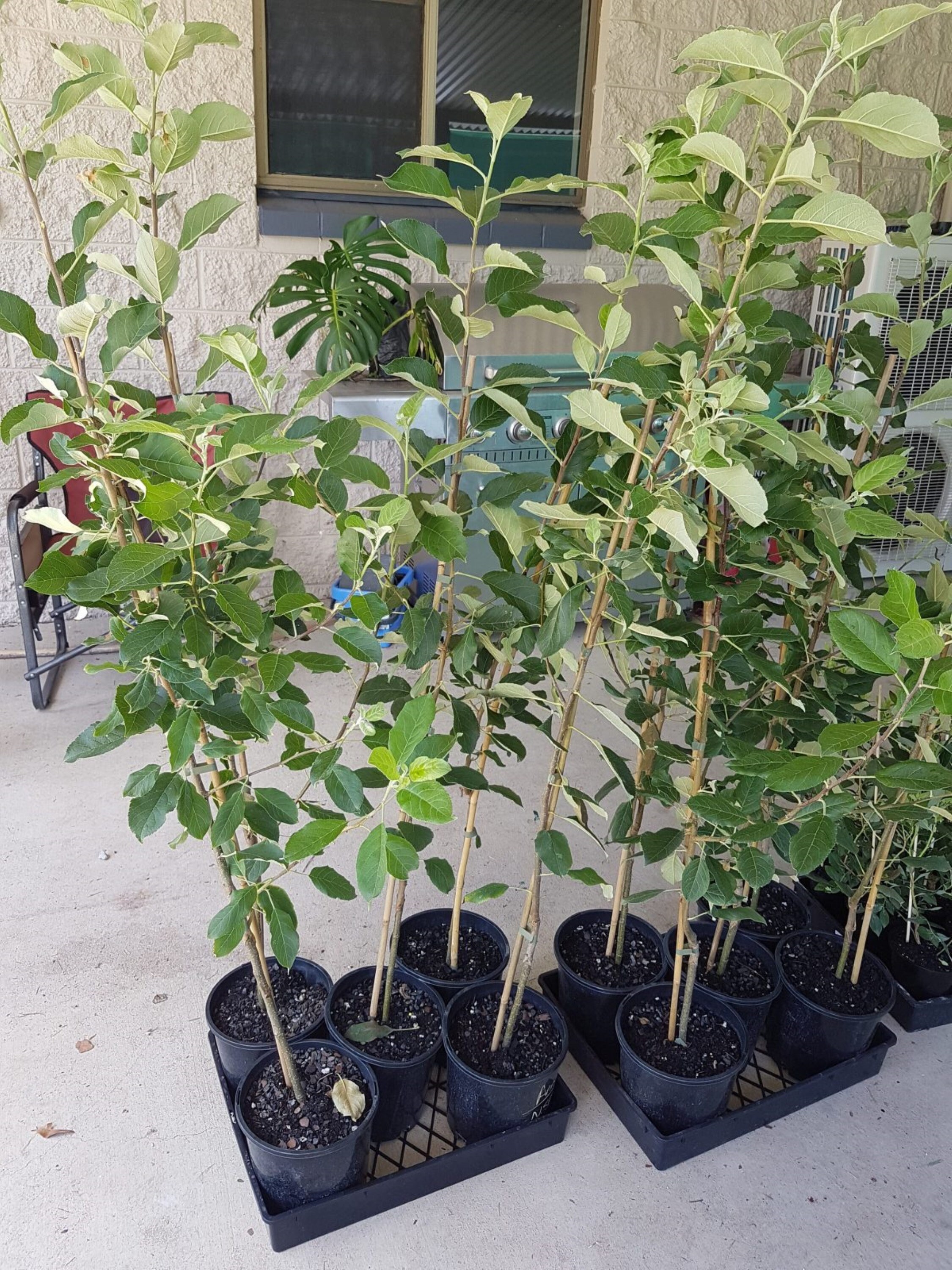 Red Fuji Apple Tree 4-5’ Grafted, Over Sized, Bare Root, Not for CA - Etsy