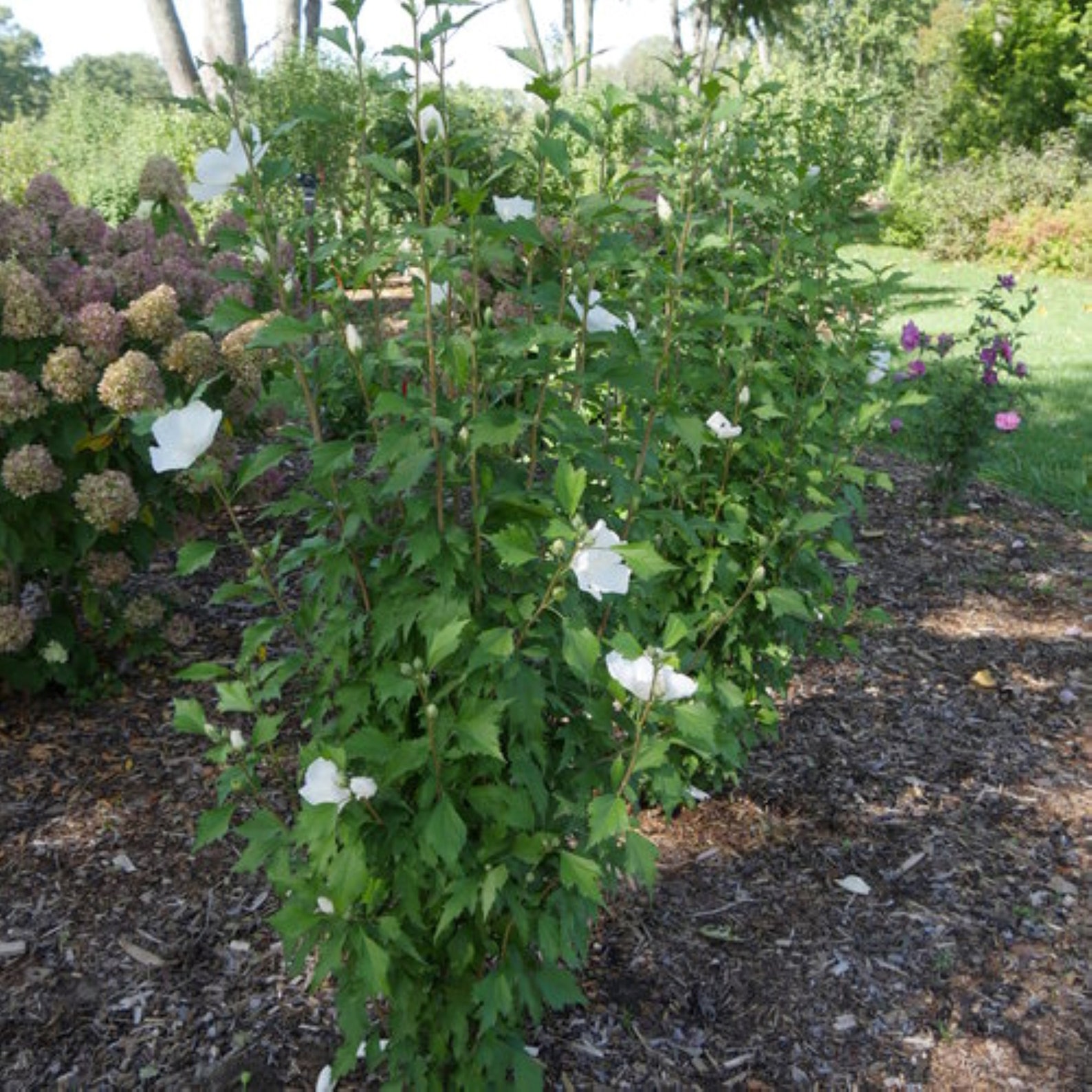 White Pillar Rose Of Sharon Hibiscus Plant 1 Year Old Etsy