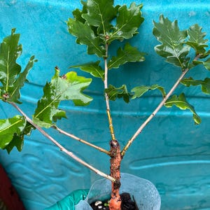 Quercus Robur 'compacta' Dwarf Compact English Oak Grafted Tree Rare ...