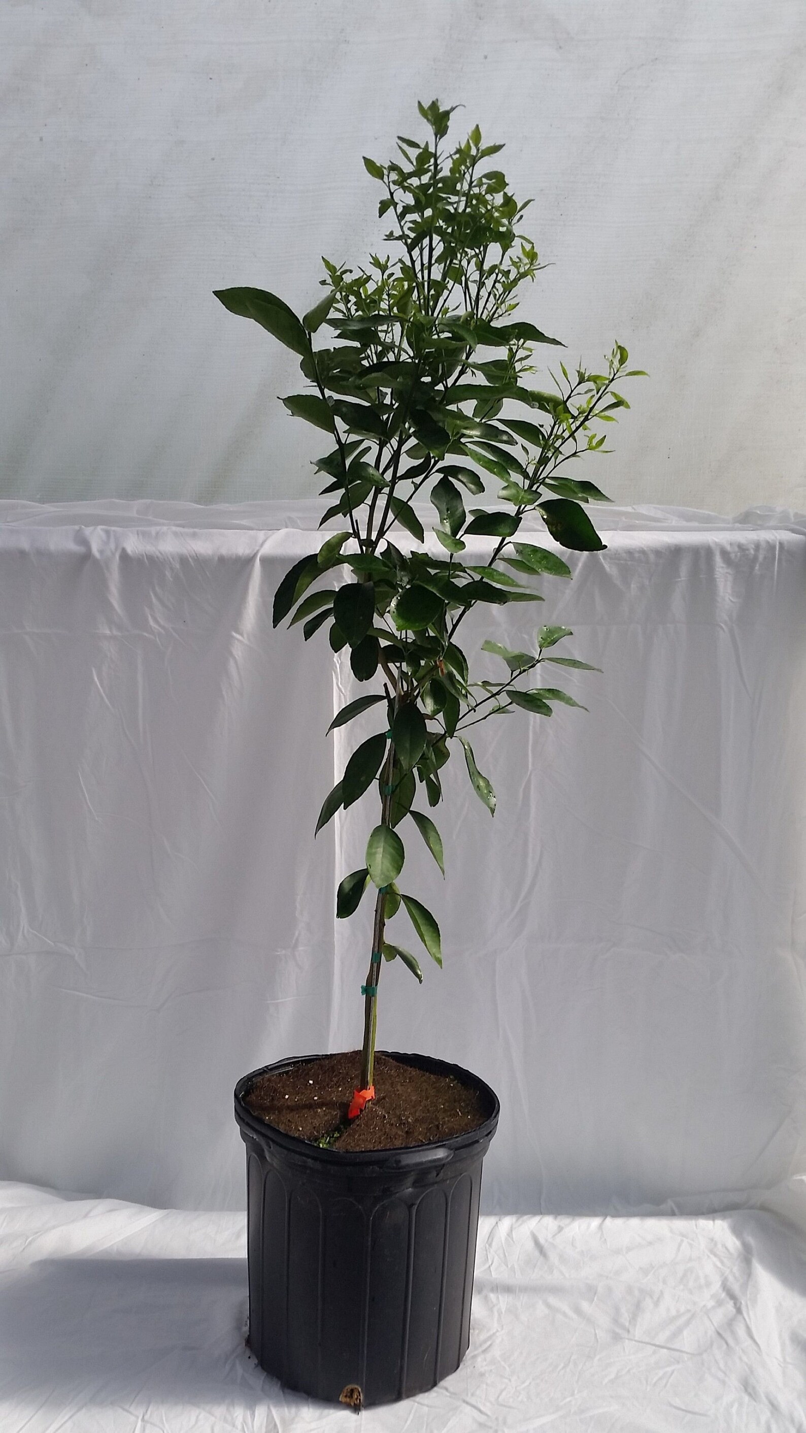 One Sunburst Tangerine Tree 3 Gallon Container Plant No Ship | Etsy