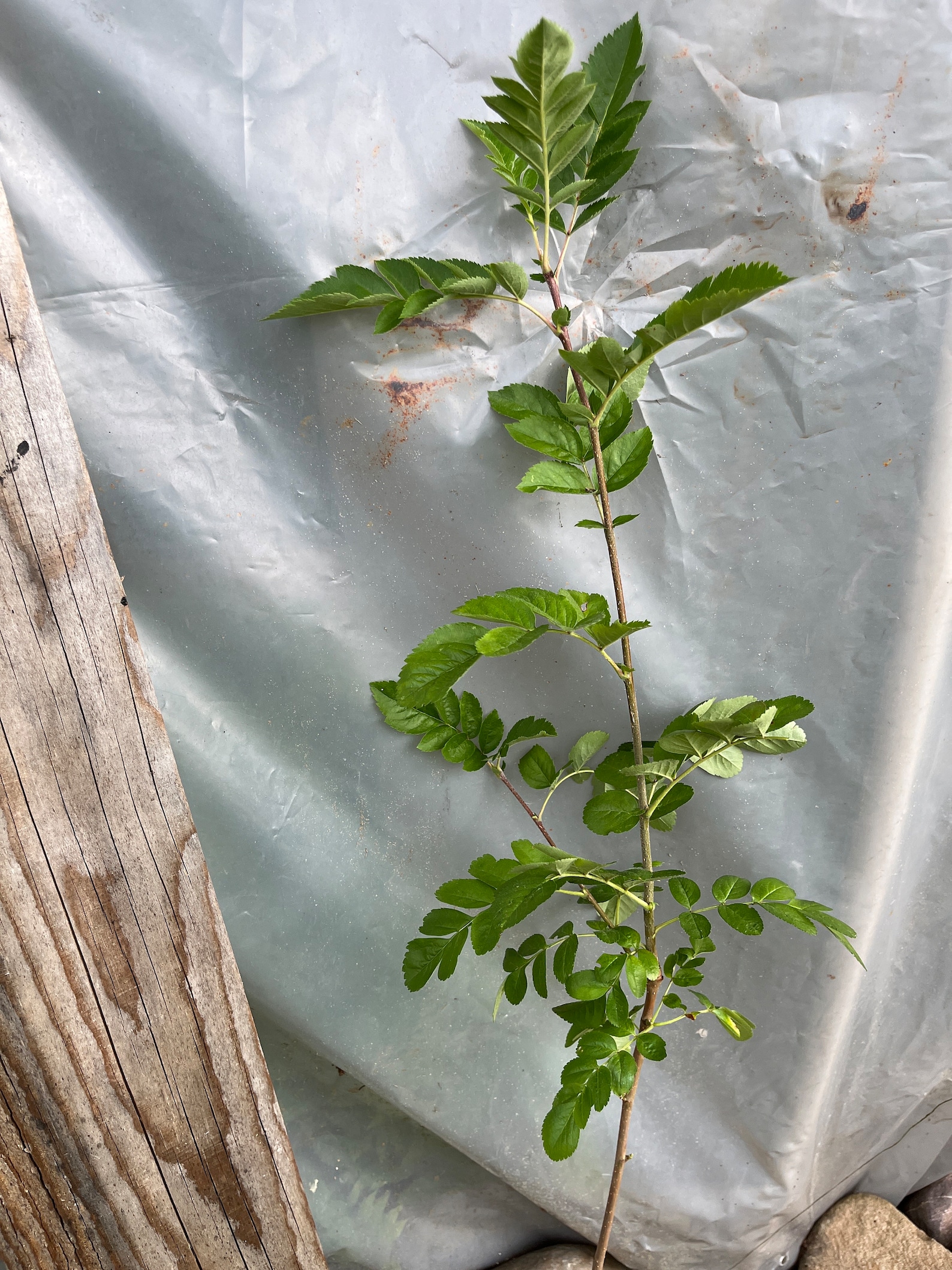 Ivan’s Belle (granatnaya) EDIBLE Grafted Mountain Ash Hybrid 2-3 Ft ...
