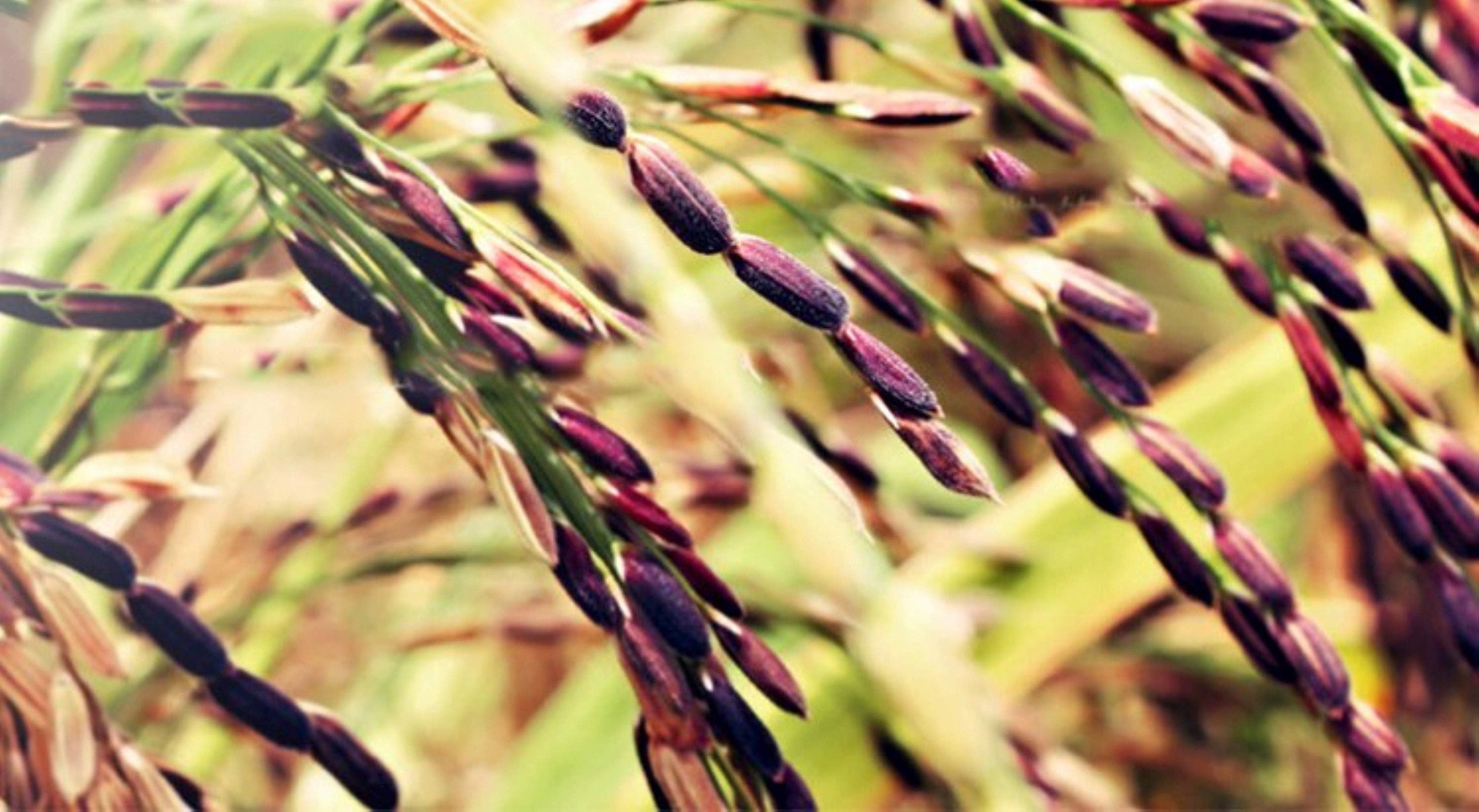 Purple Rice 400 Seeds Forbidden Nutty Flavor Easy to Grow - Etsy