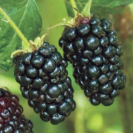 Blackberry natchez Thornless Rubus Fruticosa Starter - Etsy