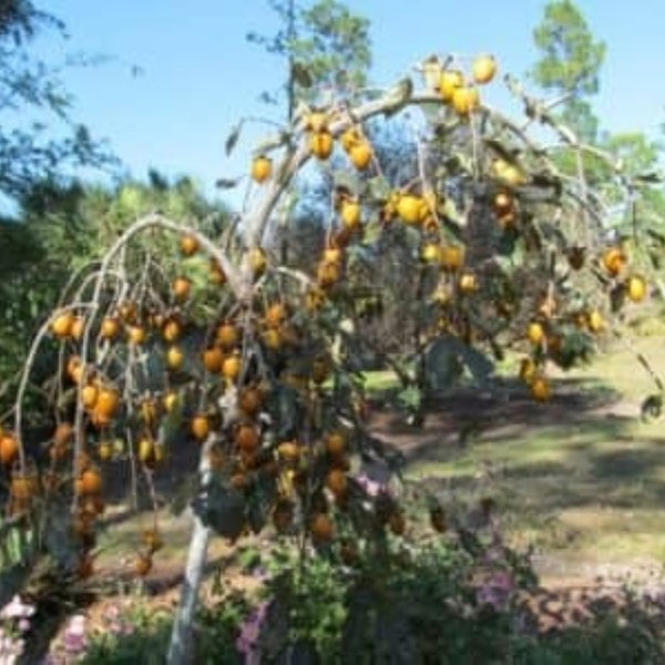 Dwarf Persimmon Tree - Etsy