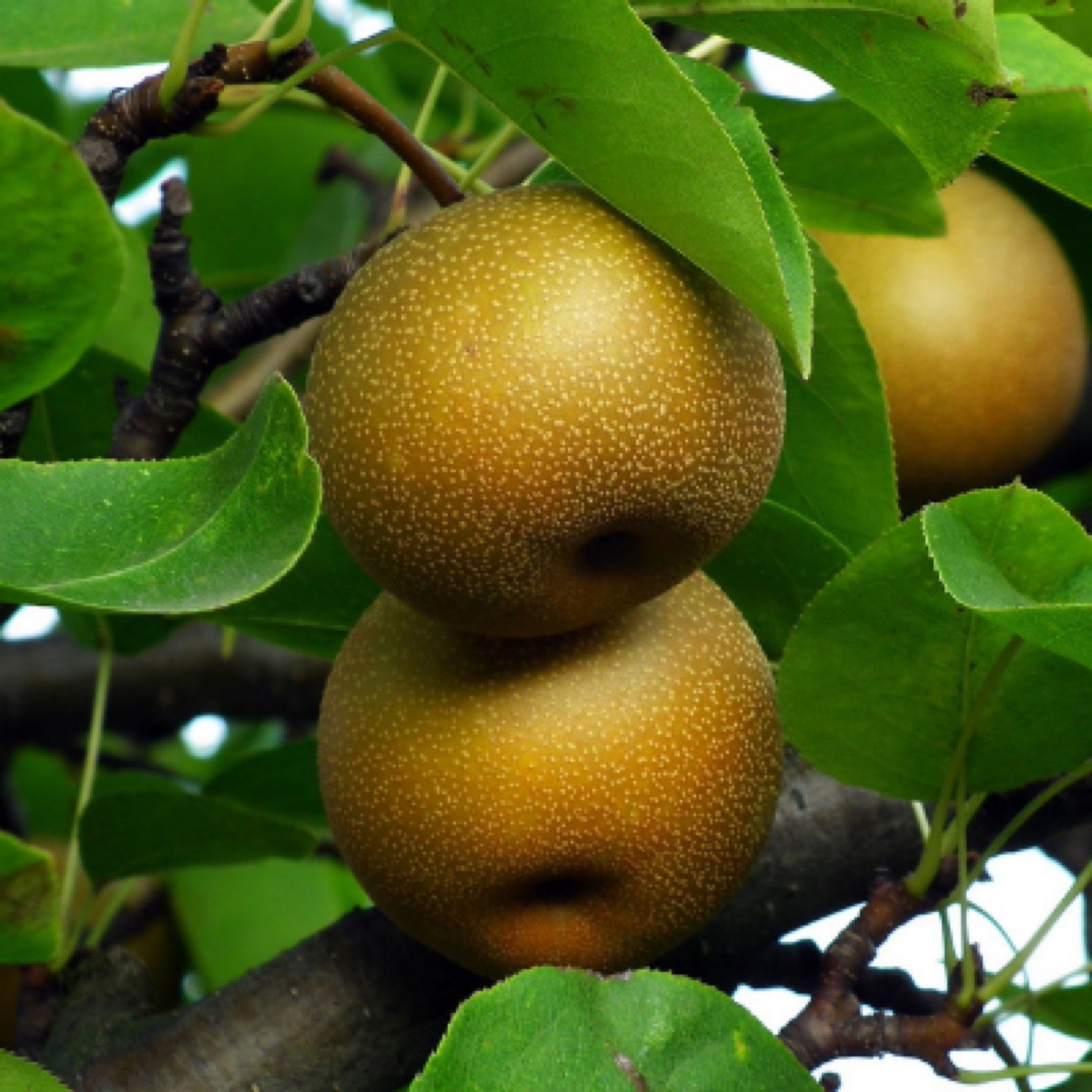 4-5 Ft Tall Korean Giant Asian Pear Tree, Grafted Plant, Bare Root, No ...