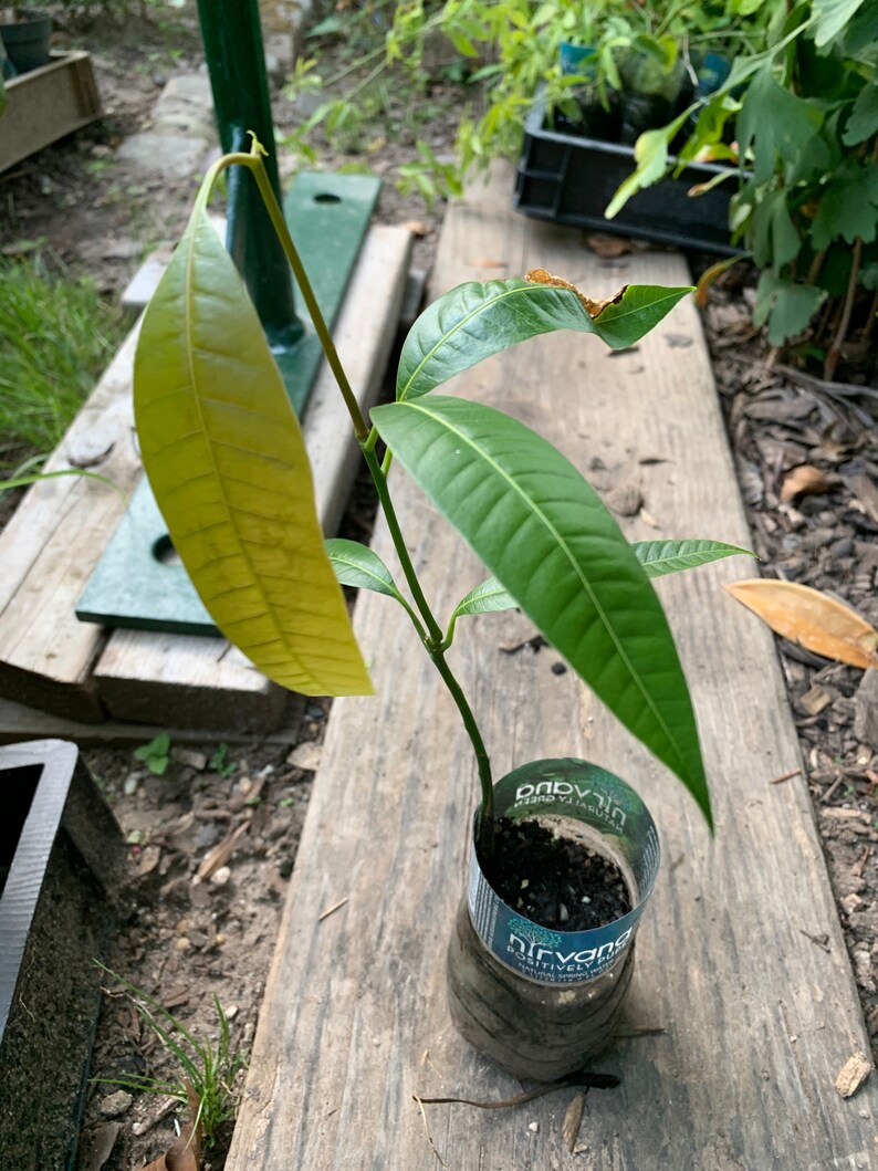 Mango common Seedling 1 Year Old Plant Shipped - Etsy
