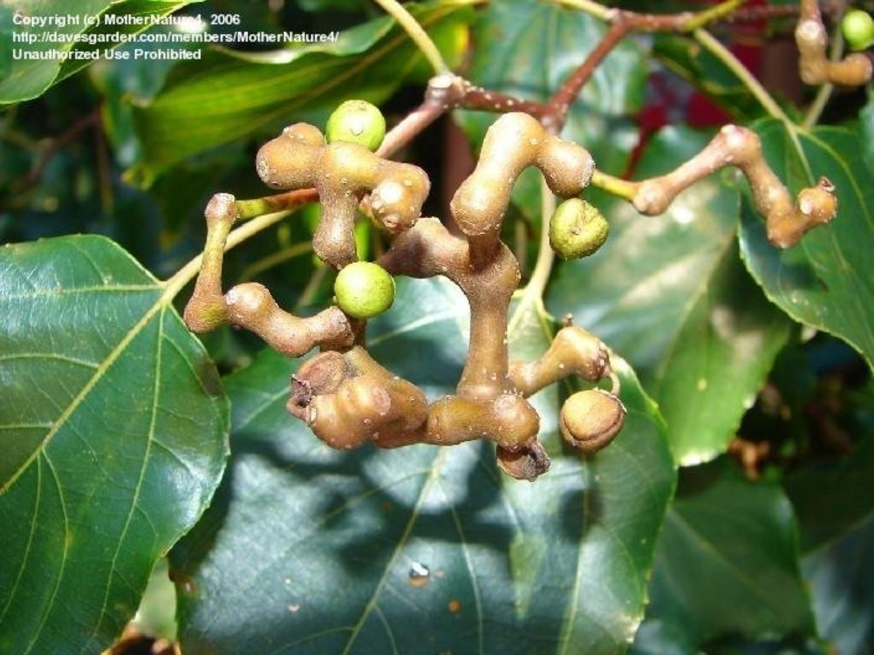 Japanese Raisin Tree hovenia Dulcis 4-8 Inch Starter Plant - Etsy