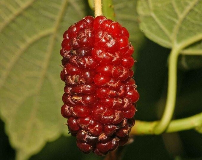 3-4 Ft Tall 2 Year Old Red Mulberry (morus Rubra) Plant, Bare Root ...