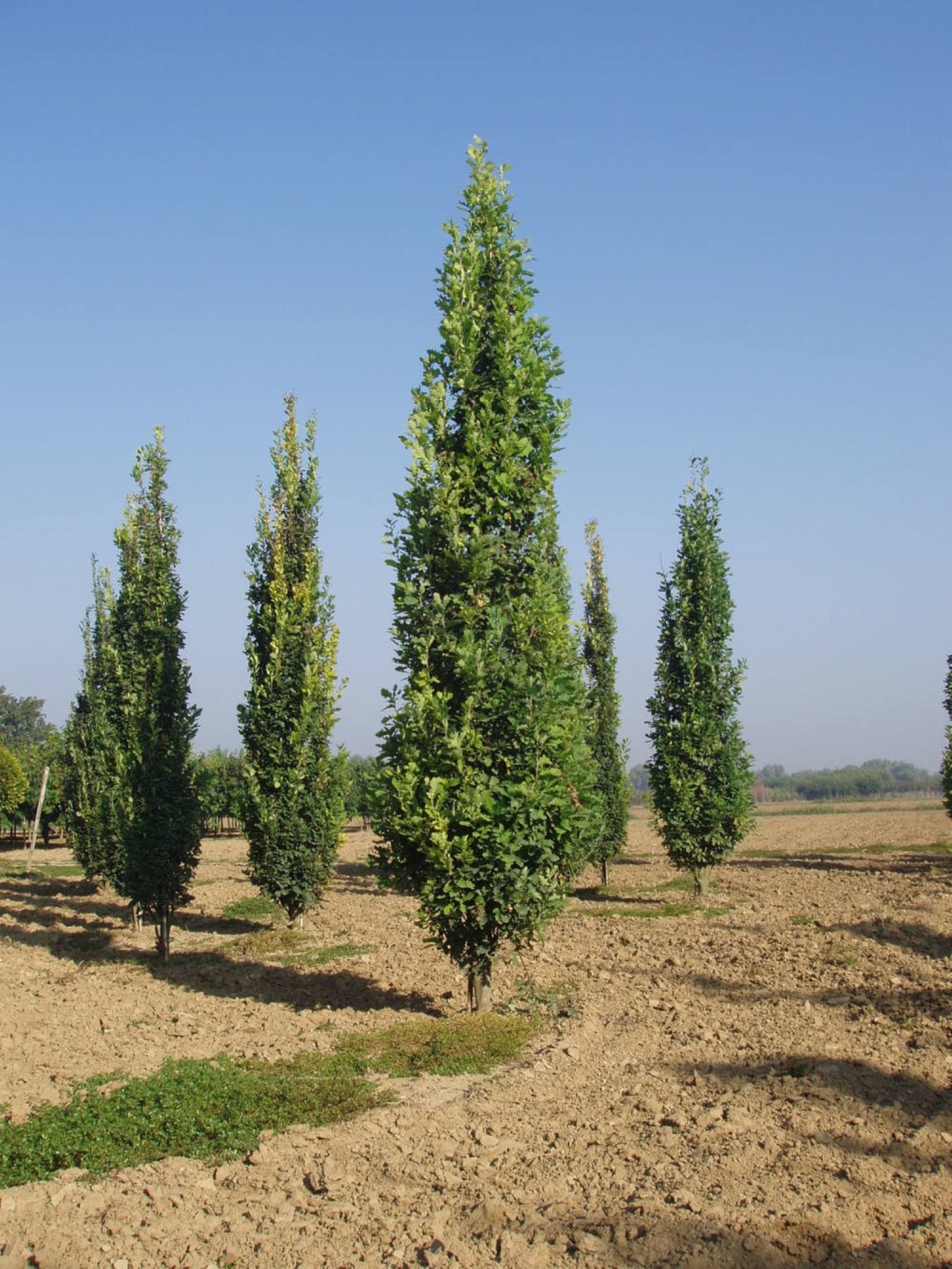 6 Plants Quercus Robur Fastigiata Columnar English Oak 1 - Etsy