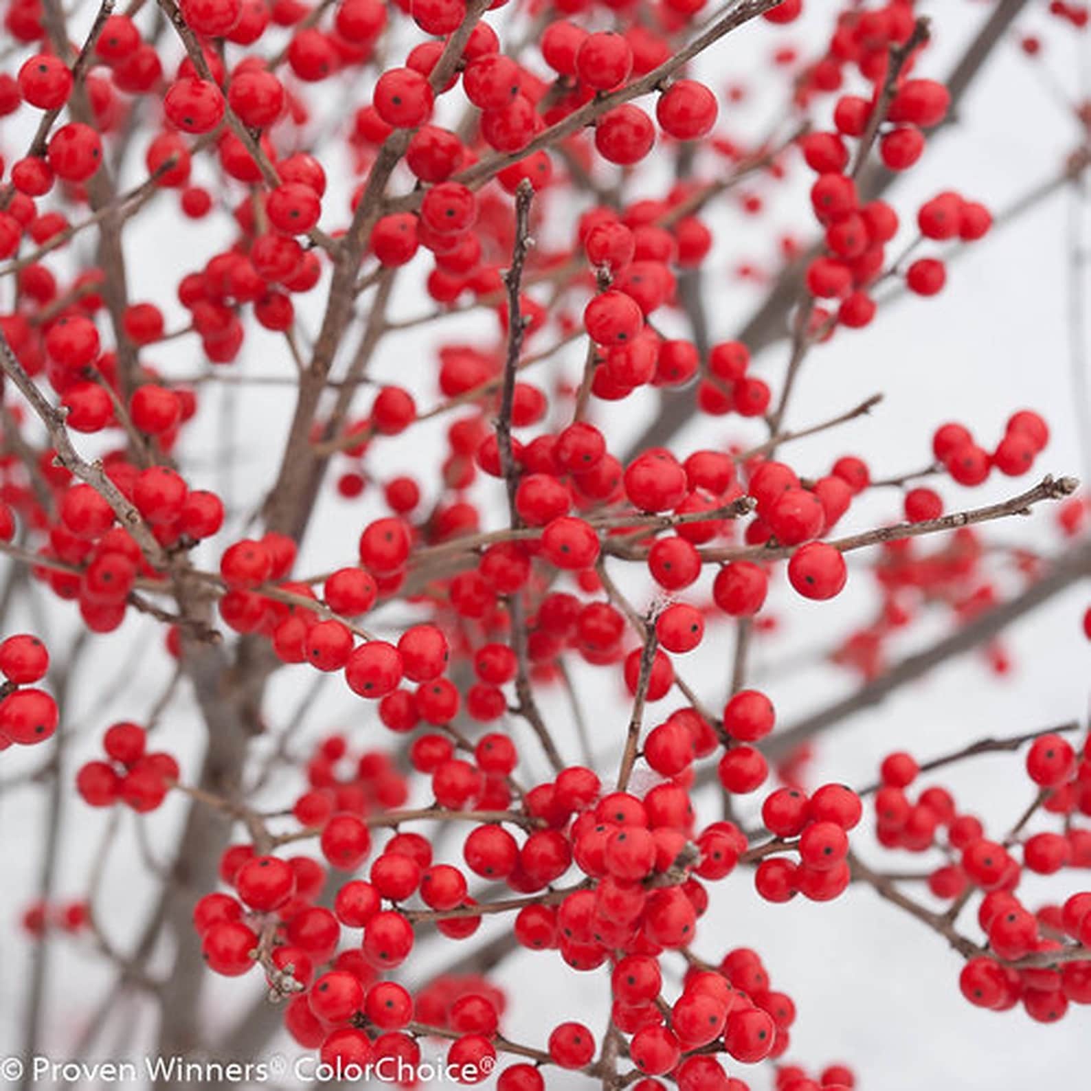 American Winterberry Coralberry ilex Verticillata 1-2 Year - Etsy