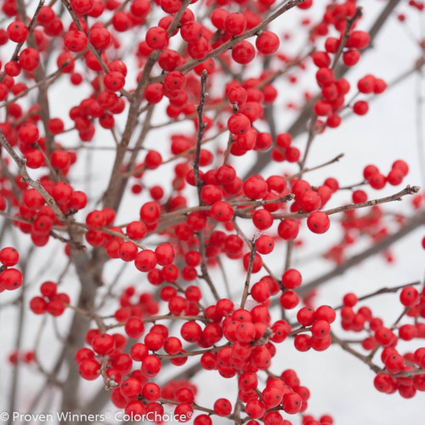Winterberry Berry Poppins Set of 2 Plants (ilex Verticillata) Male and ...