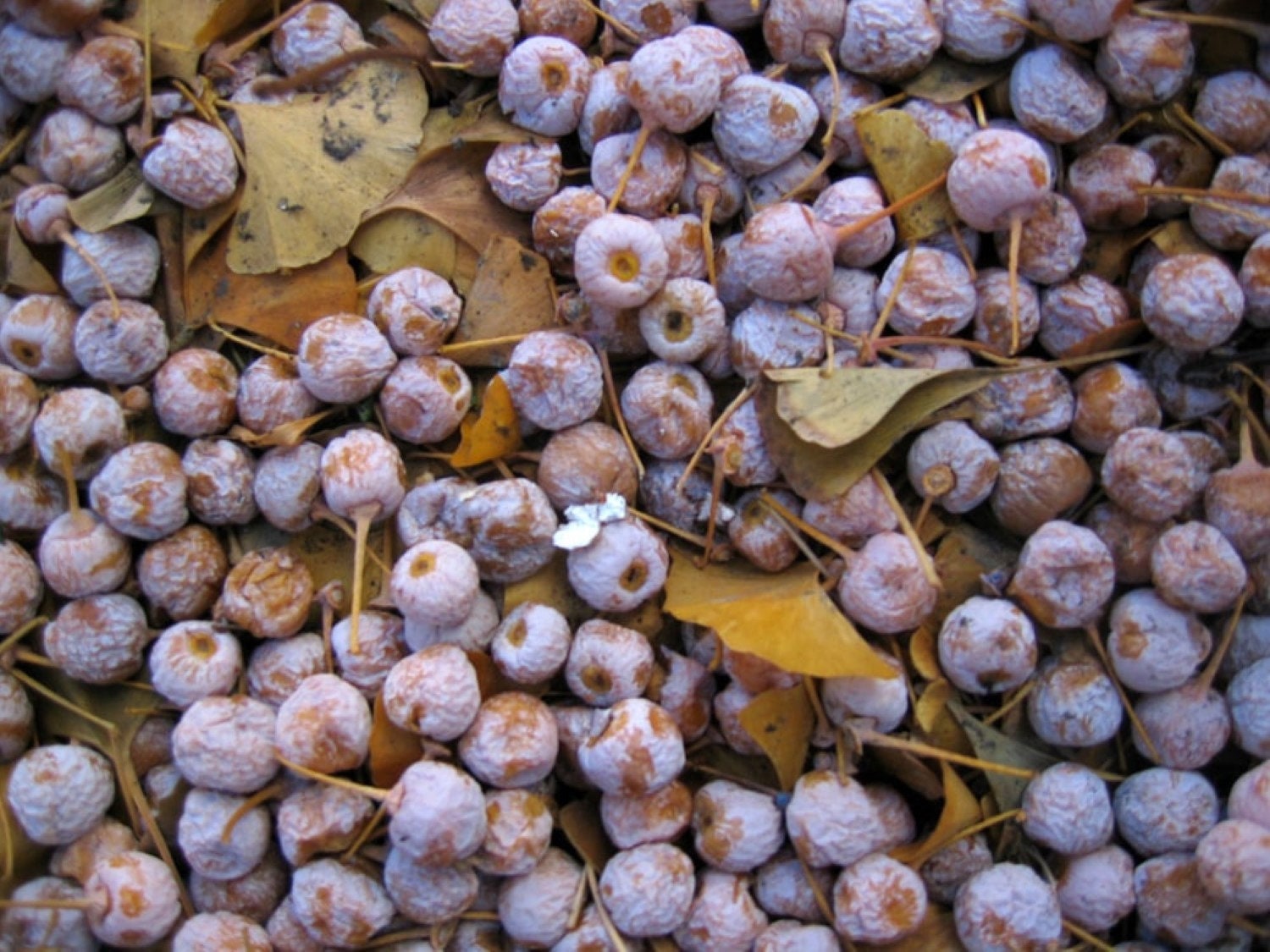 2 Ginkgo Biloba Seedlings Plants 2 Y.o. Oldest Tree in the - Etsy