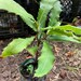 Macadamia Nut Tropical Plant/rooted Cutting, Shipped in Container With ...