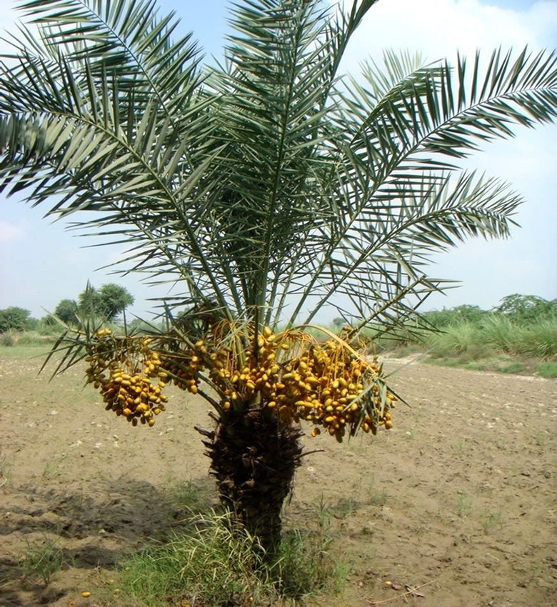 Yellow Barhi Date Palm Phoenix Dactylifera Live Plant 1-2 Leaves - Etsy