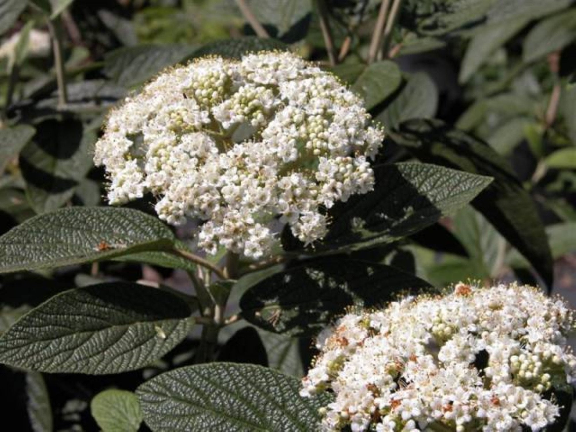 4 scion cuttings of Viburnum rhytidophylloides Alleghany | Etsy
