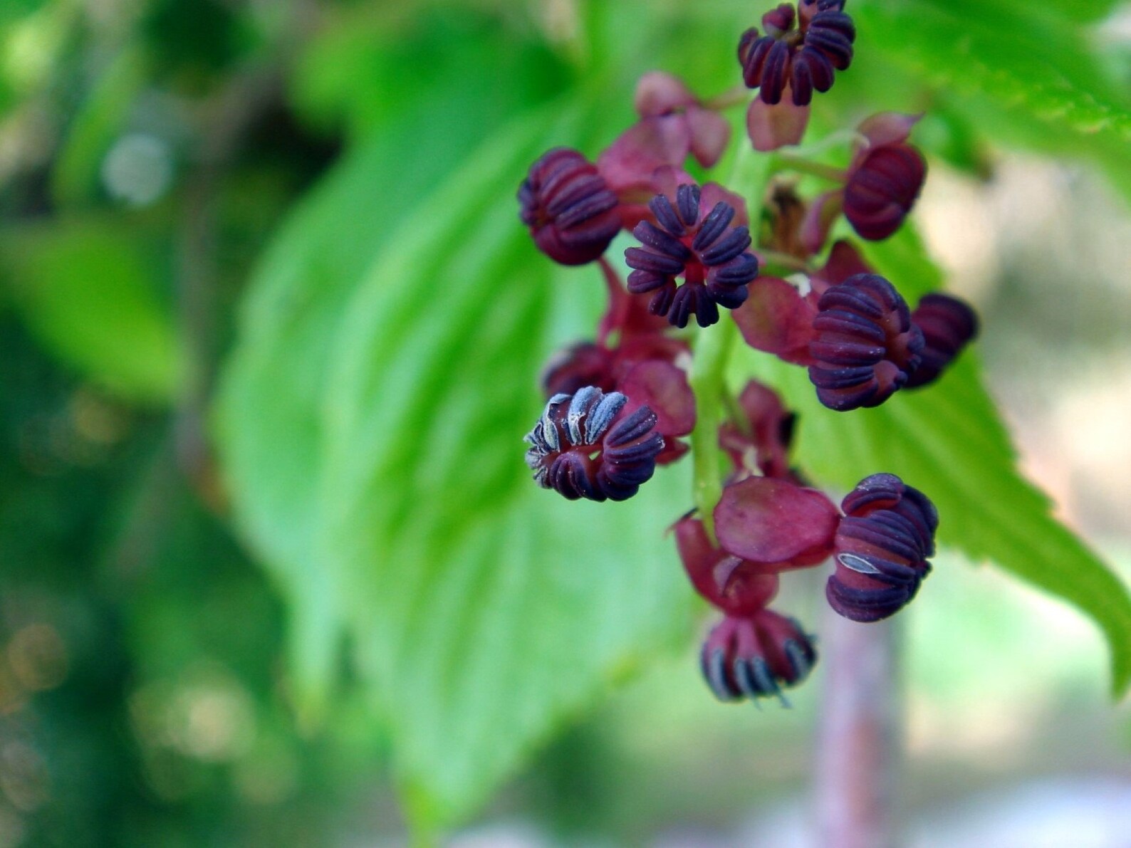 6 Scion Cuttings of Akebia Quinata (aka Chocolate Vine) - Etsy