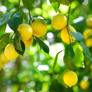 Florida Only Harvey Lemon citrus Pyriformis Grafted Plant - Etsy