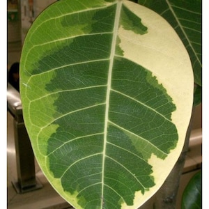 Ficus Altissima Variegata Asian Council Tree 4.5 Inch Pot Size - Etsy