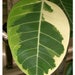 Ficus Altissima Variegata Asian Council Tree 4.5 Inch Pot Size - Etsy