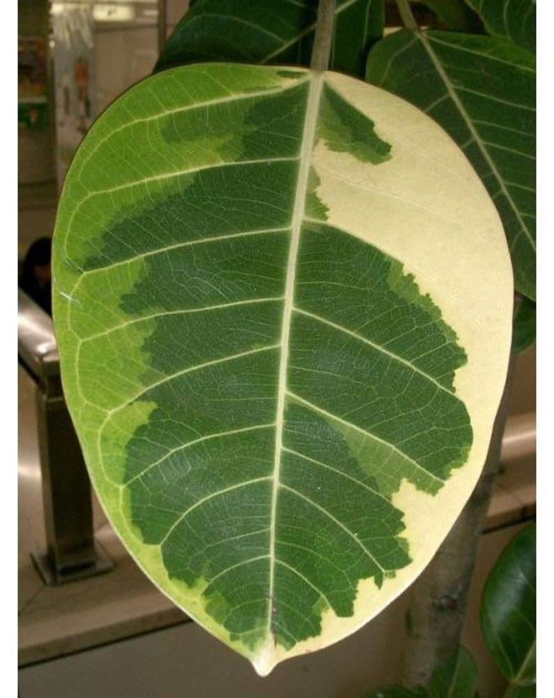 Ficus Altissima Variegata Asian Council Tree 4.5 Inch Pot Size - Etsy