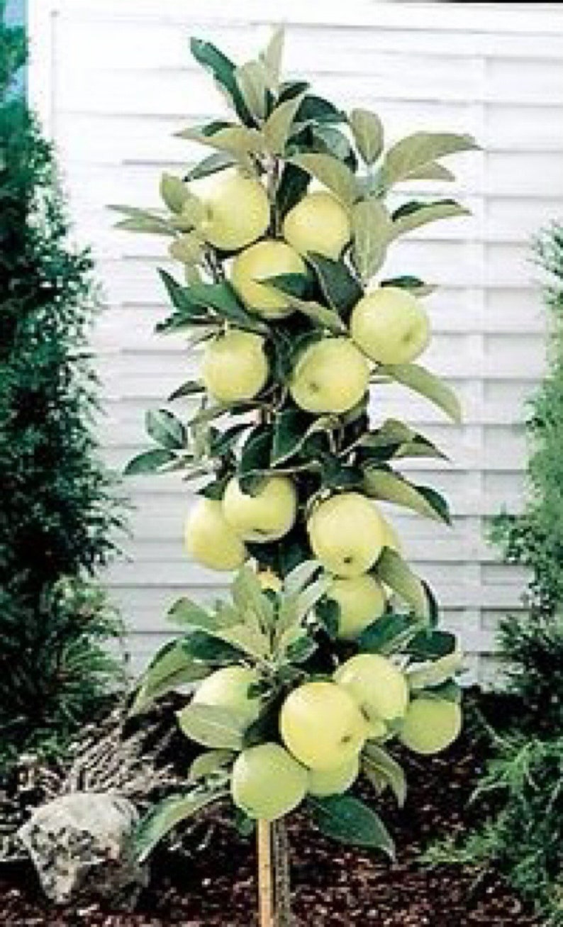 Golden Sentinel Columnar Apple Tree Grafted Roots Wrapped in - Etsy Golden Sentinel Columnar Apple Tree Grafted Roots Wrapped in - Etsy