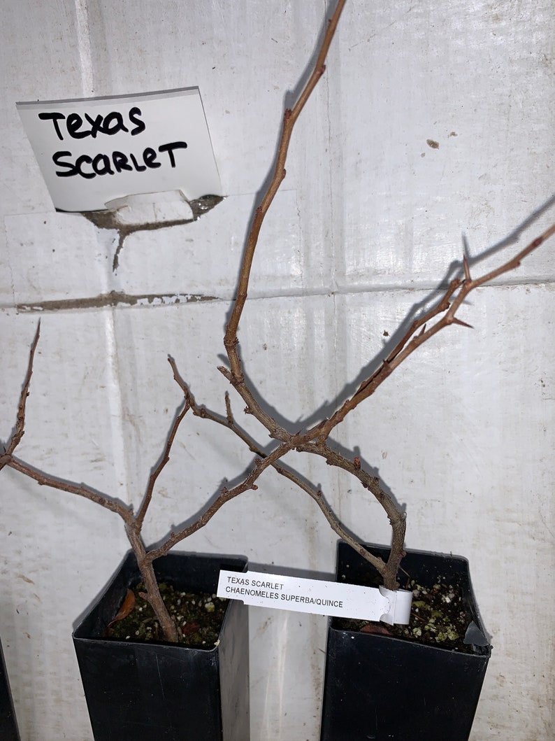 Chaenomeles Speciosa “texas Scarlet” (red Flowering Quince) Plant - Etsy