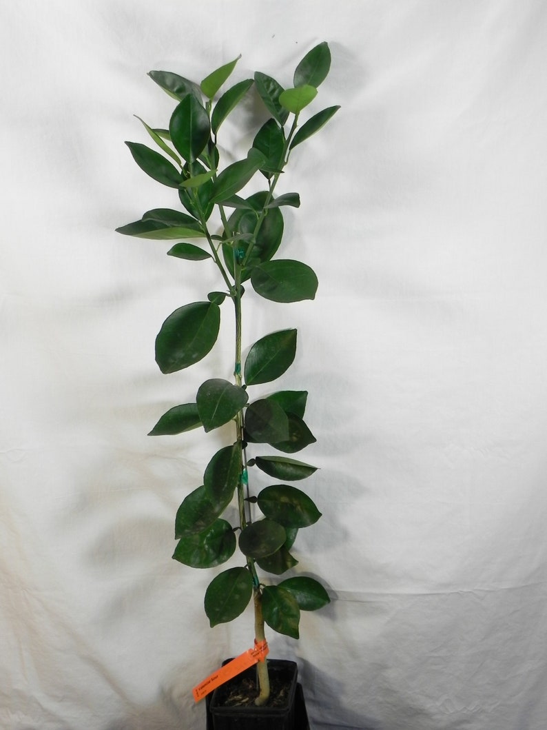 For Florida Only!! Washington Navel Orange Tree, 26-30” Tall, Grafted ...
