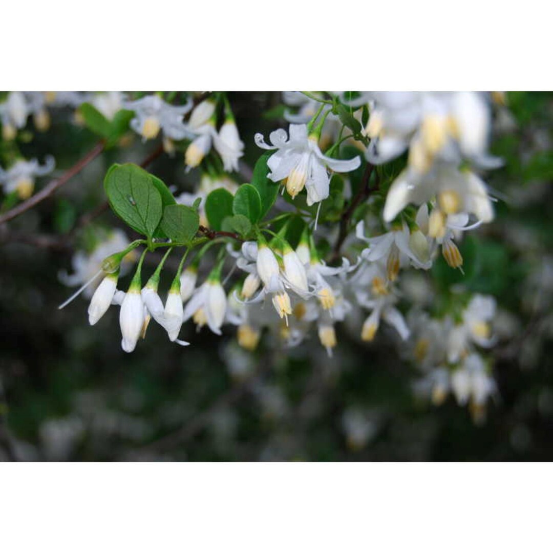 Styrax Wilsonii (wilson's Snowbell) 2 Year Old Live Plant 2-3 Ft Tall ...