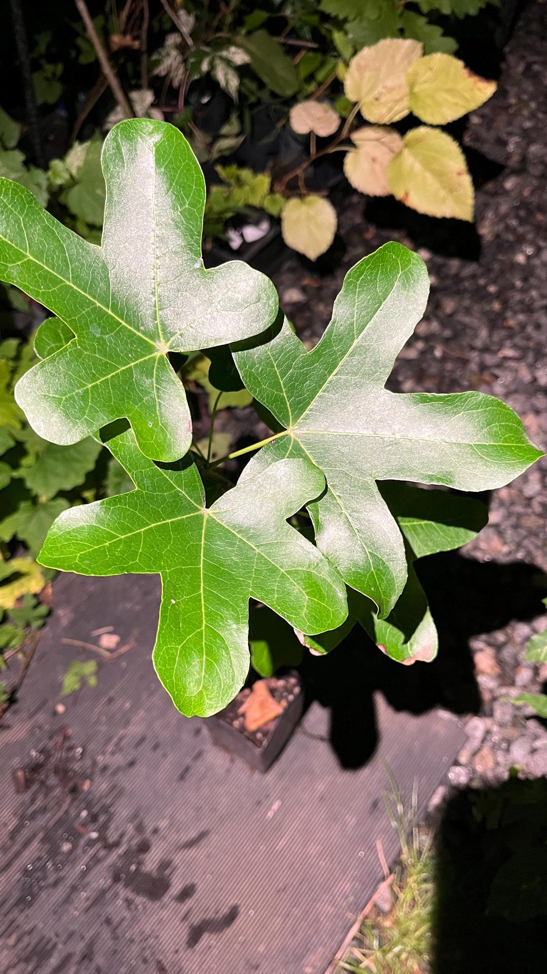 Fruitless Sweetgum ‘rotundiloba’ Grafted Plant 12-18” Tall Tree ...