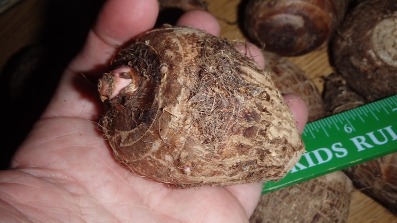 Two(2) Taro Elephant Ear Tubers (coco Yam Colocasia Esculenta Edible ...