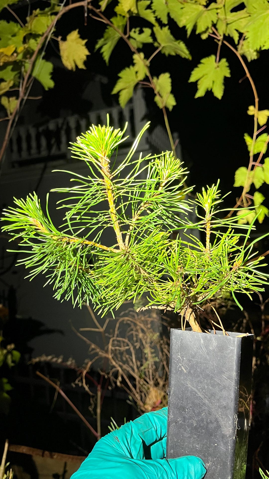Pinus Mugo 'pumilo', Dwarf Mugo Pine 2-3 Year Old - Etsy