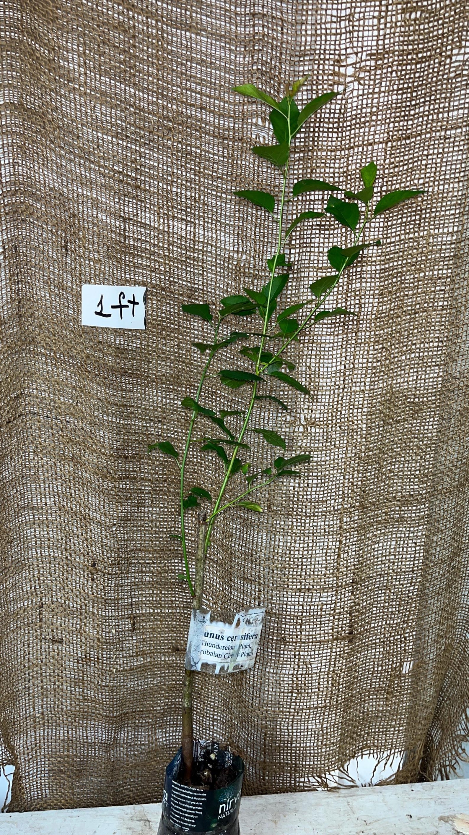 12-14" Tall Prunus Cerasifera 1-2 Year Old Plant, Sent Bare Root ...