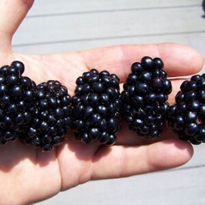 Apache Blackberry Plant 1 Year Old - Rubus Fruticosus Starter Plant ...