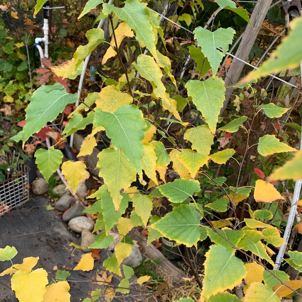 River Birch - Etsy