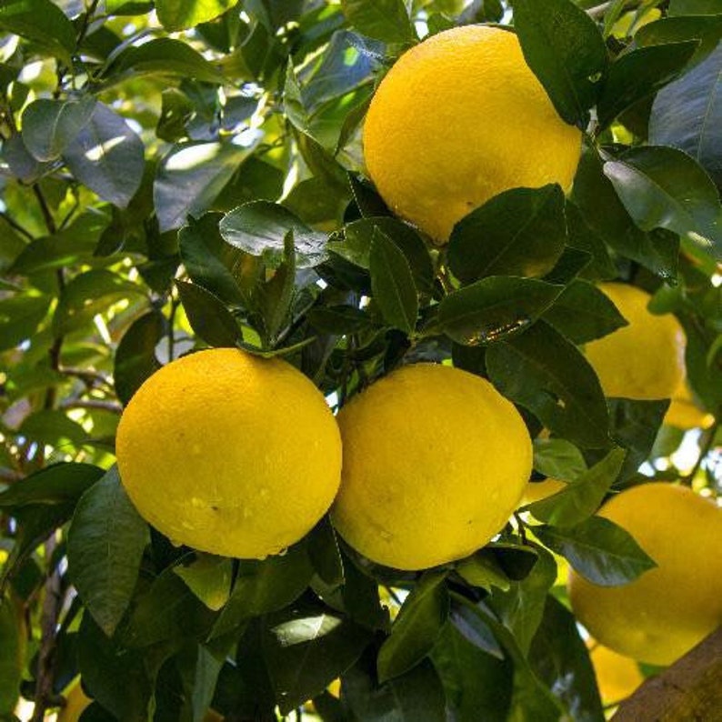 California Only Oro Blanco Grapefruit Tree 1-2 Feet Tall - Etsy