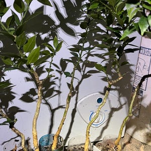 California Only! Myrtle Leaf Orange 14-20” Tall (citrus Myrtifolia ...