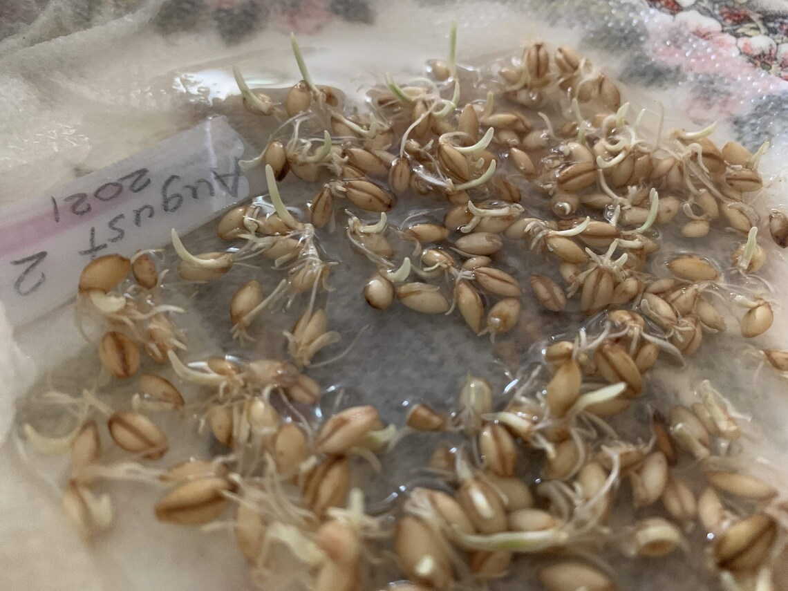 200 Seeds of Barley High Germination Rate Heirloom Non-gmo - Etsy