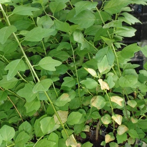 Wild Male Che Tree 1-2 Year Old Plant, Cudrania Tricuspidata - Etsy