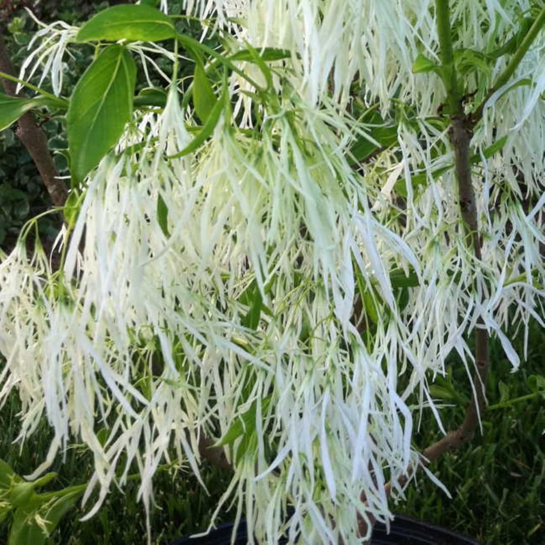 1 Year Old White Fringe Tree, Chionanthus Virginicus 4-6 Inches Tall ...