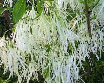 Chionanthus Virginicus white Fringetree - Etsy