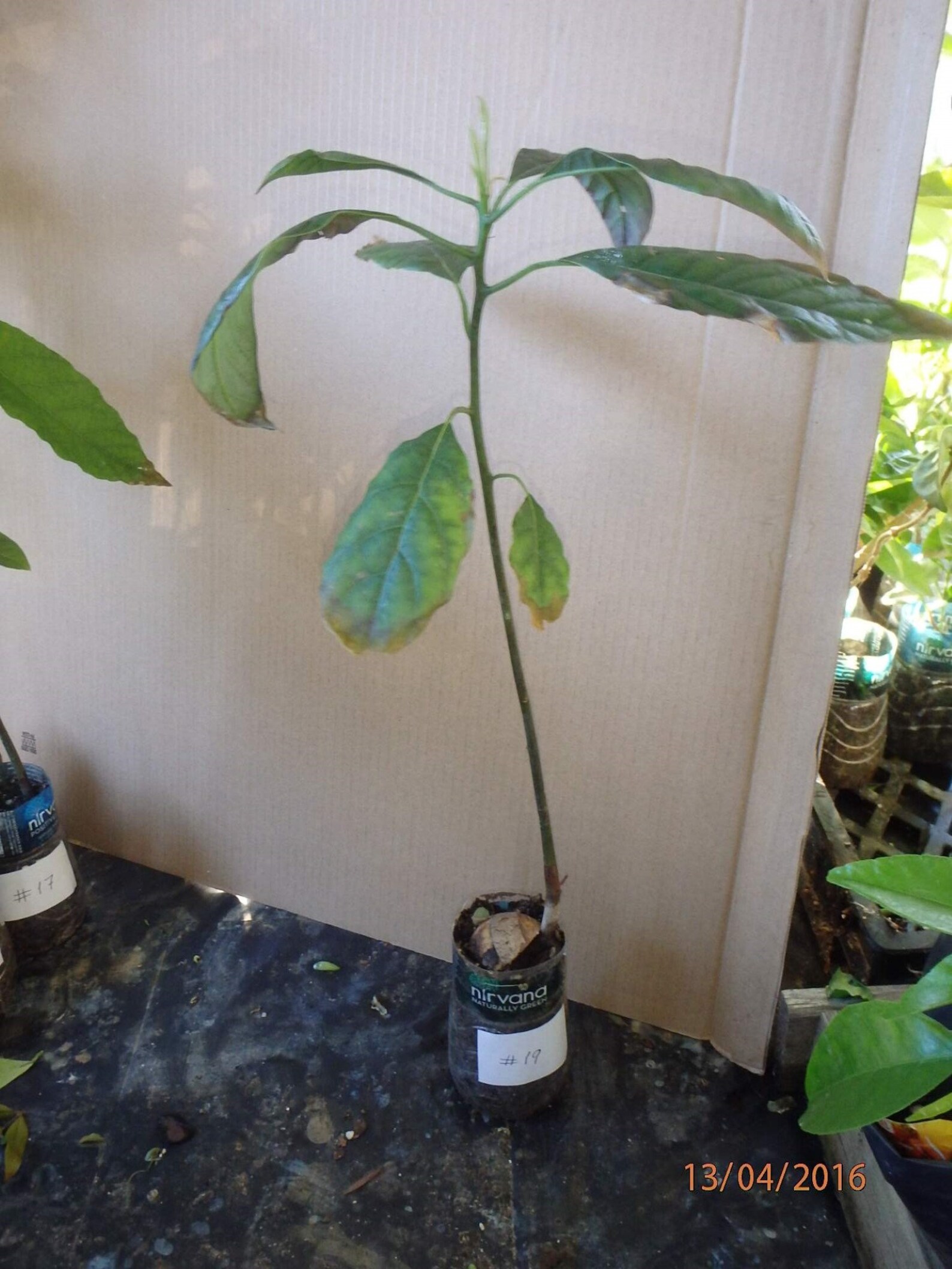 Hass Avocado Seedling 1 Year Old Plant Shipped in Pot With | Etsy