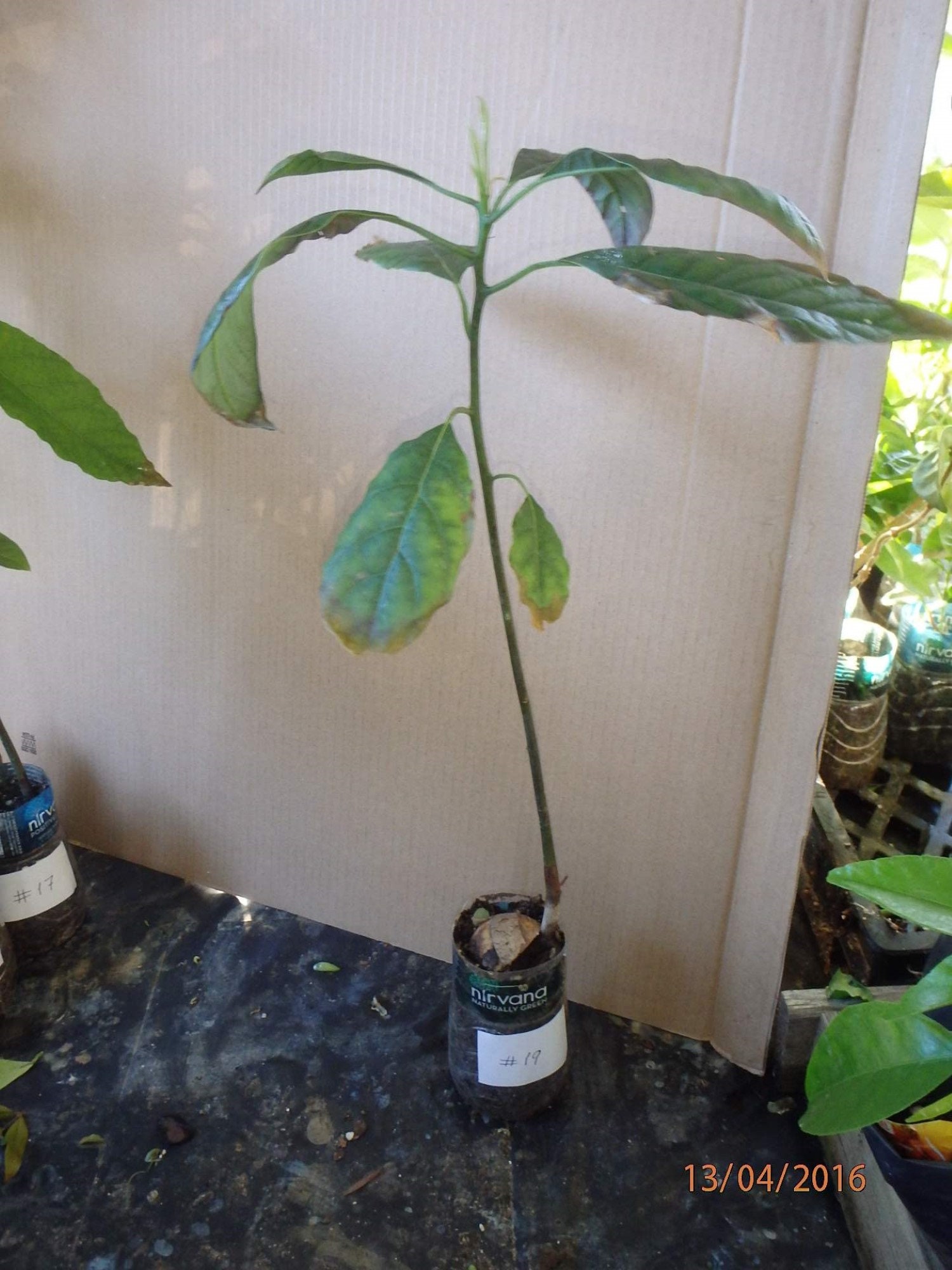 Hass Avocado Seedling 1 Year Old Plant Shipped in Pot With | Etsy