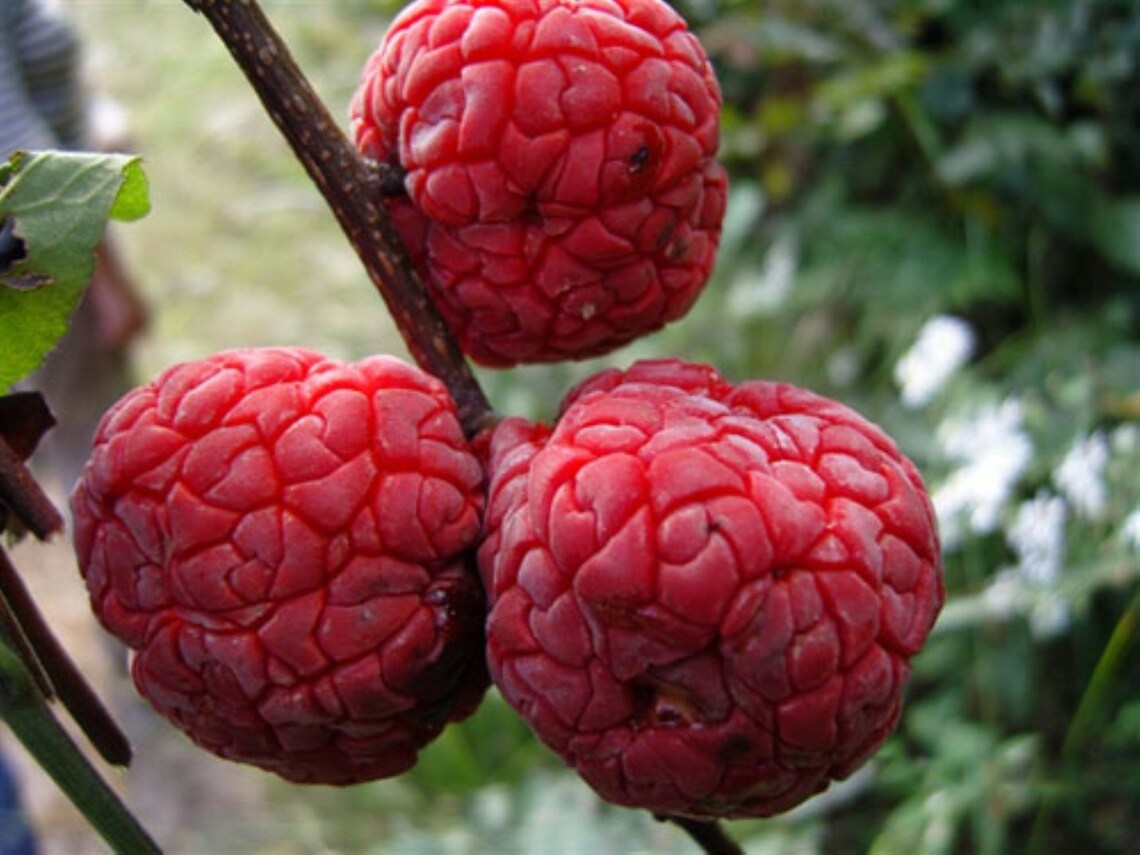 4 Cuttings of Che Seedless Fruit Tree Dormant No Roots No - Etsy